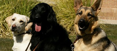 66685997-3f57-4f47-8a68-629e189cff0f.jpeg — Fundación ONCE del Perro ...